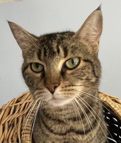 Carter Is WSCR Cat Of The Week | News, Sports, Jobs - Post Journal